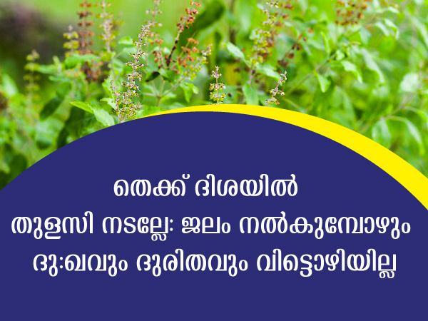 തുളസി ചെടിക്ക് ജലം നല്‍മ്പോള്‍ ഈ ദിവസം അരുത്: ദാരിദ്ര്യം വിട്ടുമാറില്ല ...