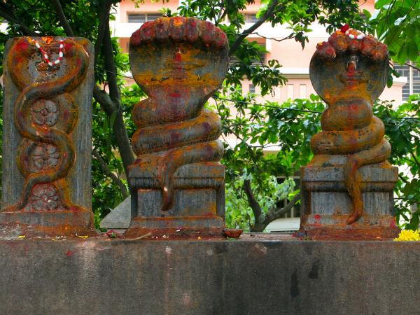 നാഗാരാധനയ്ക്ക് പൂര്‍ണ്ണഫലം, സര്‍പ്പദോഷം നിശ്ശേഷം നീങ്ങും; ഇടവം ആയില്യം ...