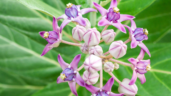 ശ്രാവണ മാസം ഈ നാല് മരങ്ങള്‍ വീട്ടില്‍ വെച്ച് പിടിപ്പിക്കൂ: ഭഗവാന്‍ കൂടെ തന്നെ | Sawan 2023 ...