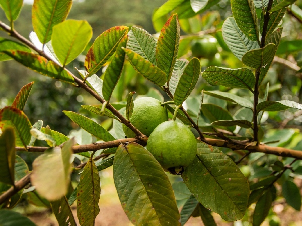 ഗ്രീന്‍ ടീ കുടിക്കുന്ന അതേ ഗുണം; മിക്കവീടുകളിലും കാണുന്ന ഈ ഇല ഇനി ...