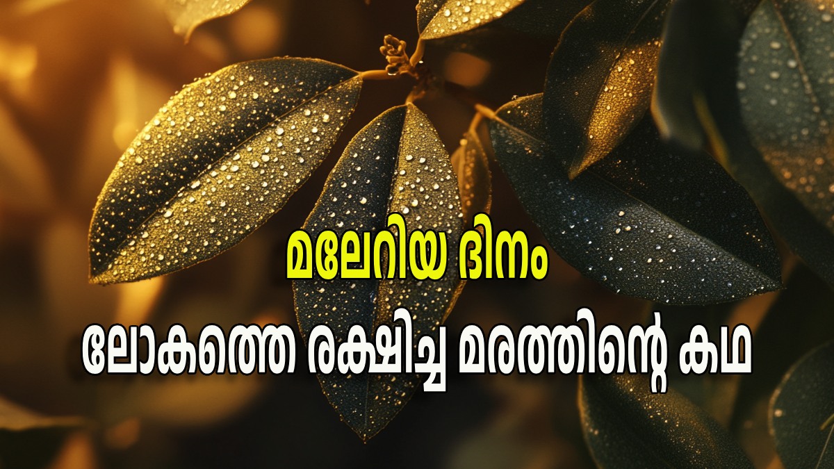 World Malaria Day 2025: ലോകചരിത്രത്തെ മാറ്റിമറിച്ച സിങ്കോണ മരം ...