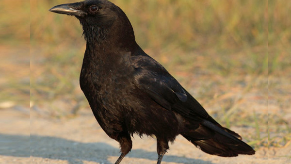 Karkidaka Vavu 2025: സൂര്യചന്ദ്രന്‍മാര്‍ ഒരുമിക്കും, കര്‍ക്കിടക വാവില് ...