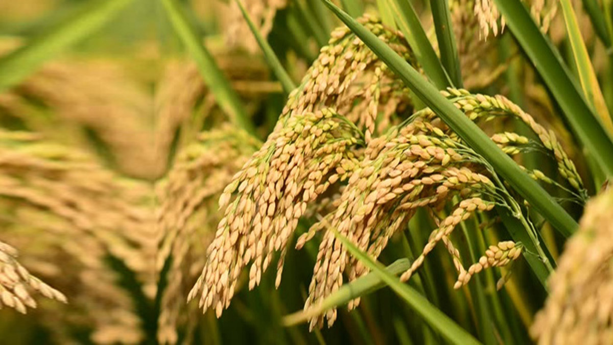 ചിങ്ങം 1, പുതുവര്‍ഷത്തെ വരവേല്‍ക്കാന്‍ ഒരുങ്ങാം: ഐശ്വര്യത്തിനും ...