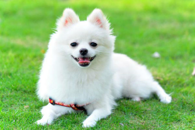 7 Dog Breeds For Older People - Boldsky