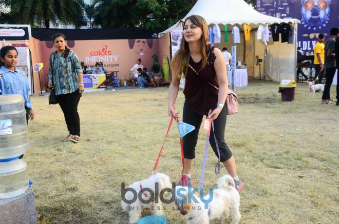 India's Biggest Pet Festival - Boldsky