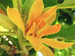 கண்களுக்கு ஒளிதரும் செண்பக பூக்கள் | Medicinal uses of Michelia ...