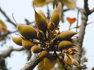 ரத்த விருத்தி தரும் இனிப்பான இலுப்பை பூக்கள் | Medicinal benefits of ...