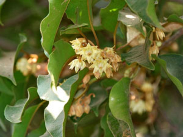 மகிழ மரத்தின் வியக்கும் மருத்துவ குணங்கள் பற்றி தெரிஞ்சுகோங்க ...