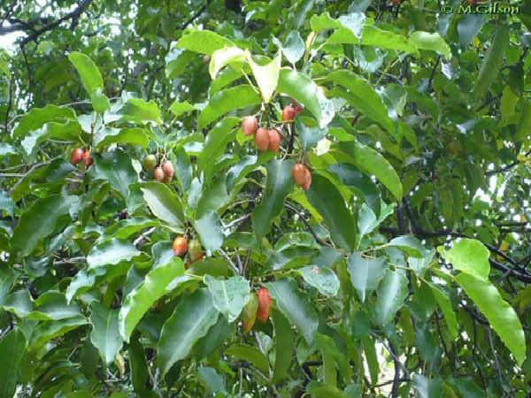 எந்த ராசிக்காரர்கள் எந்த மரத்தை வழிபட்டா சகல செல்வங்களும் கிடைக்கும் ...