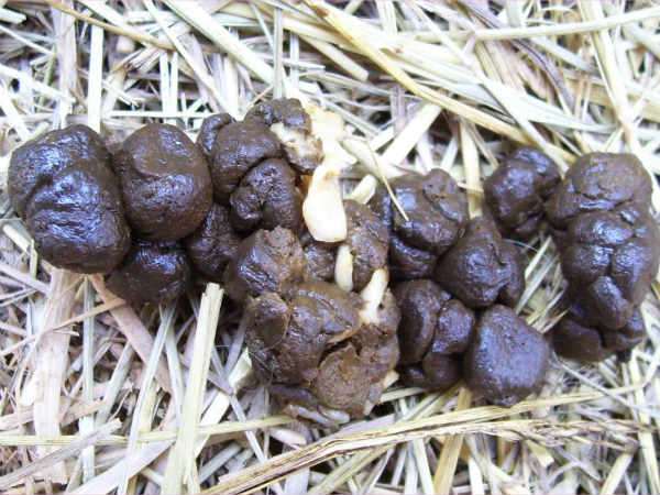 ஆட்டுப் புழுக்கை மட்டும் ரவுண்டு, ரவுண்டாக இருப்பது ஏன்? மூக்கு மூடாம ...