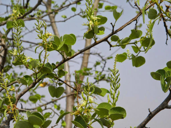 ஆரோக்கியம், அதிர்ஷ்டம் ரெண்டும் நிறைந்திருக்கும் ஆத்தி மரம்... உங்க ...