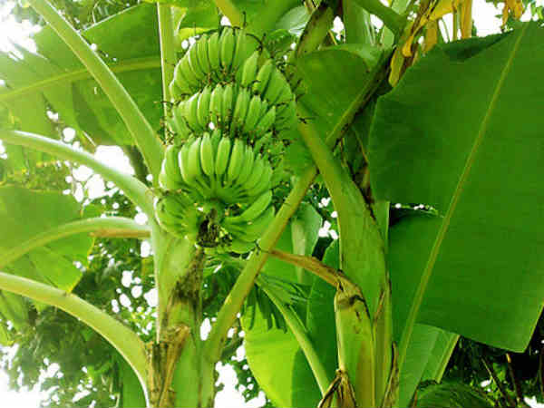 வாஸ்துப்படி வீட்டில் எந்த செடிகளை எந்த திசைகளில் வைக்க வேண்டும் ...