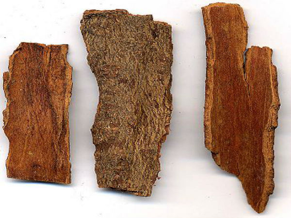 இந்த செடி வெறும் அழகுக்காக மட்டுமில்ல... இதுல இவ்ளோ மருத்துவ சக்தி ...