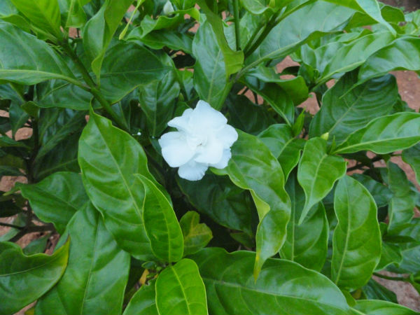 இந்த செடி வெறும் அழகுக்காக மட்டுமில்ல... இதுல இவ்ளோ மருத்துவ சக்தி ...