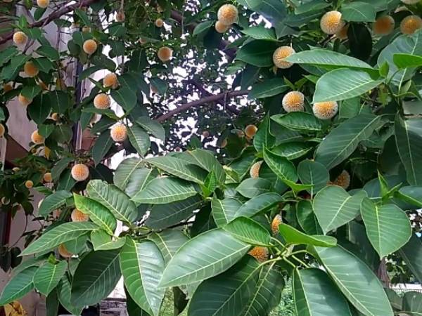 கொரோனா வைரஸ் போலவே காட்சி தரும் கடம்ப மர பூக்கள் - காய்ச்சல் குணமாக ...