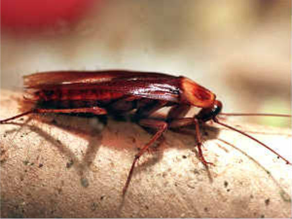 உங்க வீட்ல கரப்பான் பூச்சி தொல்லை தாங்க முடியலையா? அப்ப இந்த வழிகள் ...