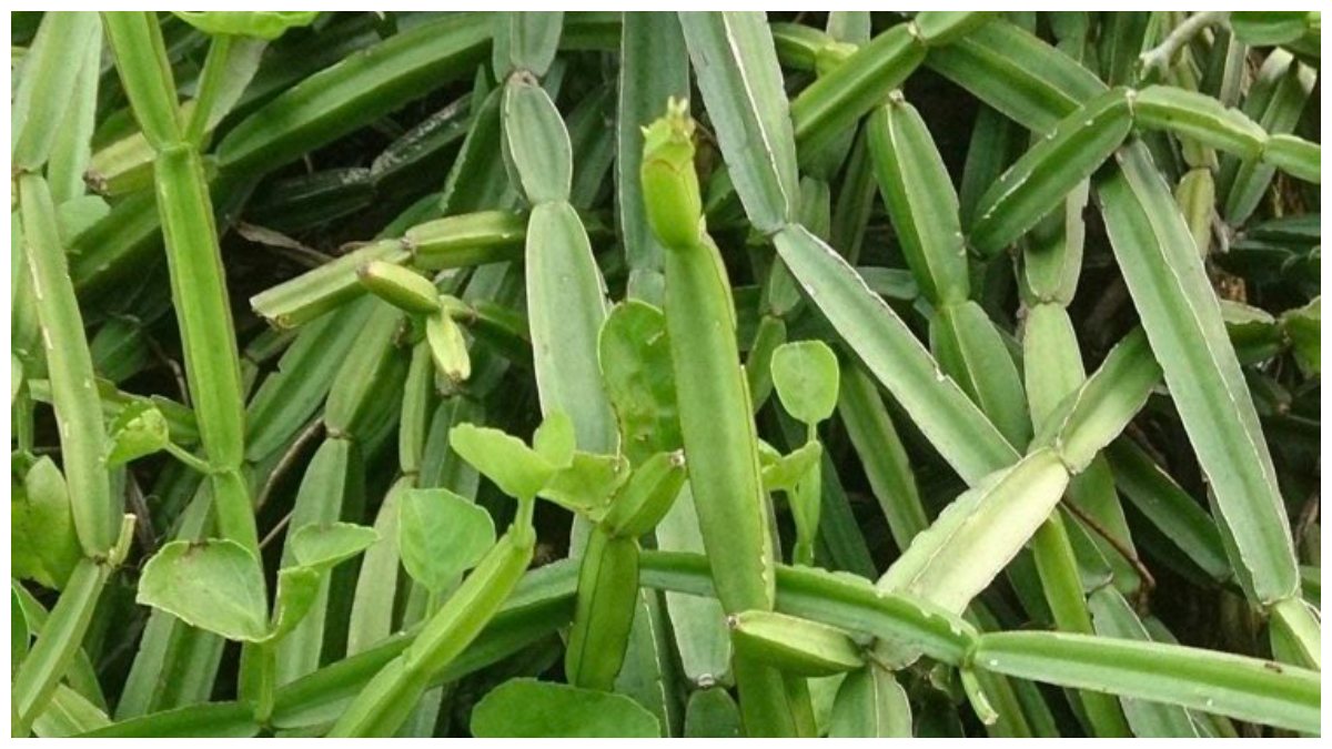 பிரசவத்திற்கு பின் அடிவயிற்றை குறைப்பதில் பிரண்டை செய்யும் மாயங்கள் ...