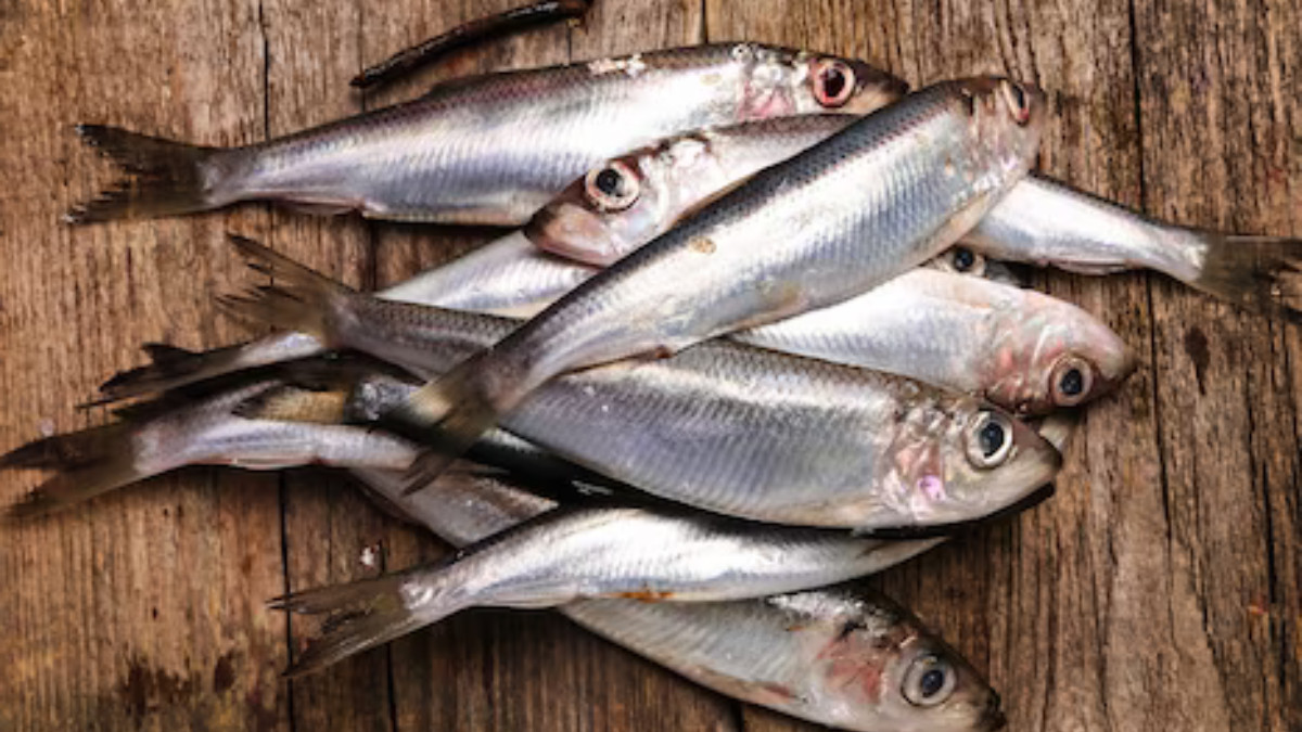 வாரம் ஒருமுறை மத்தி மீன் சாப்பிட்டால் என்னென்ன நன்மைகள் கிடைக்கும் ...