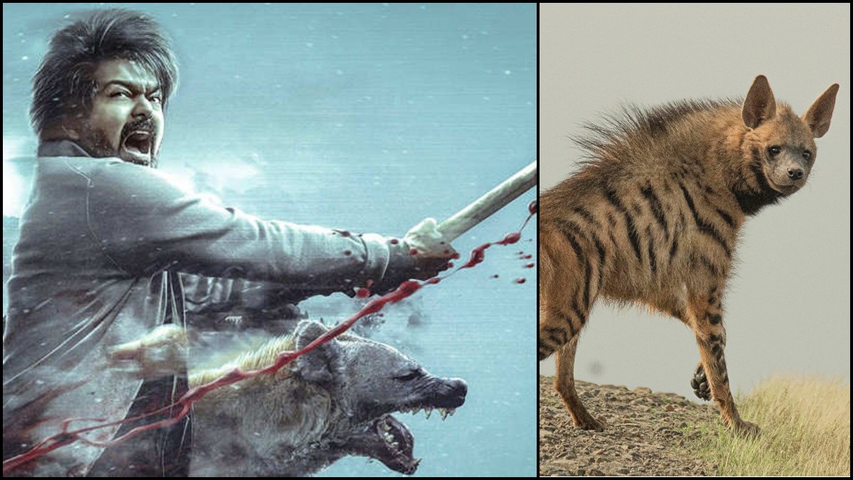 Leo Movie: லியோ படத்தில் வரும் கழுதைப்புலியின் உண்மையான குணாதிசயம் ...