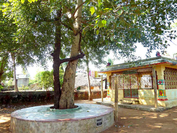 రావి, వేపచెట్టుకి ప్రదక్షిణలు చేస్తే సంతానం కలుగుతుందా ?? | Reasons why ...