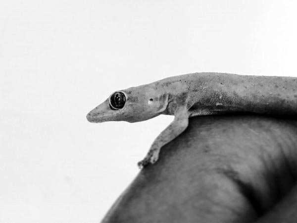 Lizard Falling Meaning on Body Parts: బల్లి మీ బాడీలోని ఆ పార్ట్ పై ...