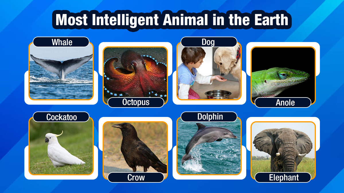 ఈ భూమిపై అత్యంత తెలివైన జంతువులు, వాటికి సంబంధించిన ఆసక్తికరమైన విషయాలు ...