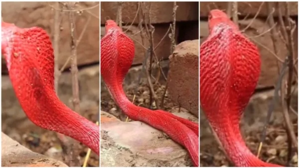 గూస్ బంప్స్: నిగనిగలాడుతున్న ఎర్రటి నాగుపామును చూసారా? వైరల్ అవుతున్న ...