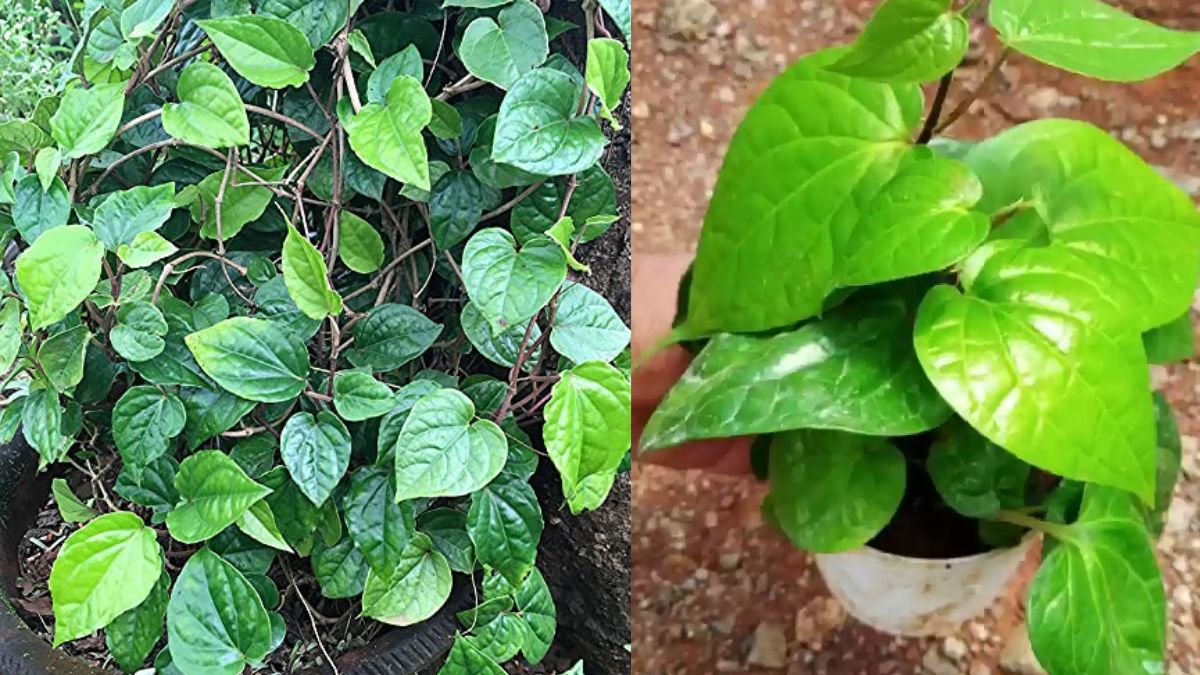 Vastu: ఇంట్లో డబ్బు సమస్యలు ఉన్నాయా? ఈ మొక్క ఆ దిశలో పెడితే లక్ష్మీదేవి ...