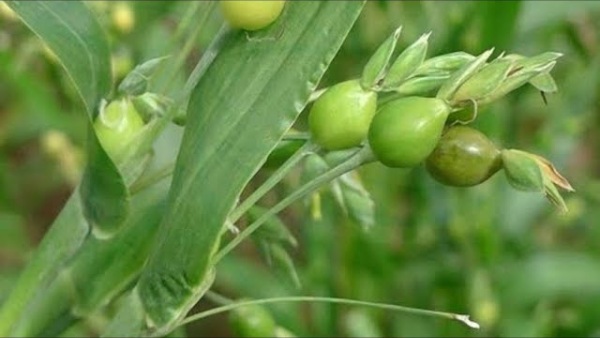 ఇంట్లో ఈ ఒక్క మొక్క ఉంటే చాలు.. ఇక మిమ్మల్ని ప్రపంచంలో ఎవరూ ఆపలేరు ...