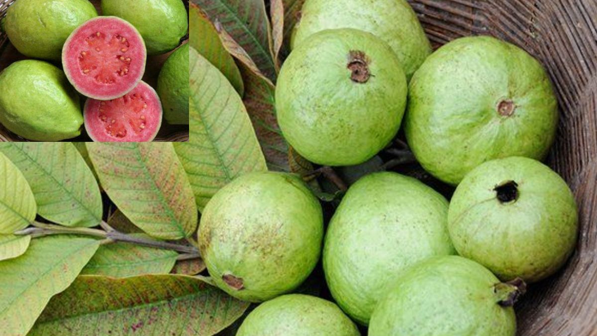 Guava: కట్ చేయకుండానే జామకాయ మంచిదో కాదో ఇలా తెలుసుకోండి..ఎరుపు,తెలుపు ...
