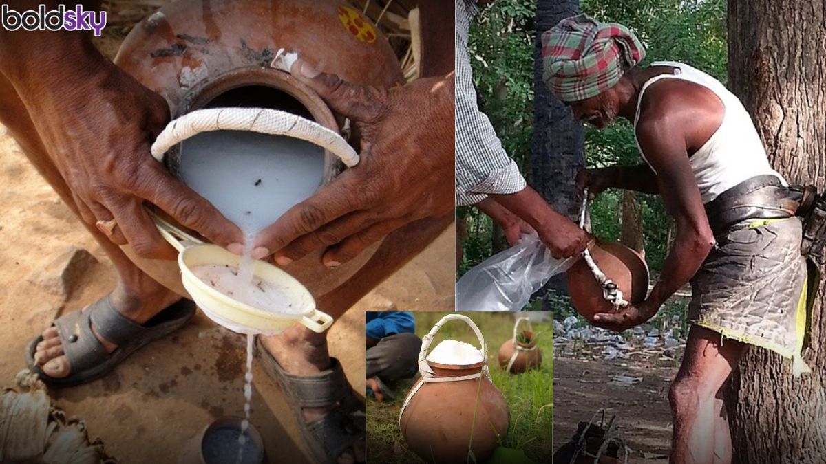 తాటికల్లుతో వచ్చే లాభాలు తెలిస్తే తాగకుండా ఉండలేరు..కల్లు-నీరా మధ్య ...