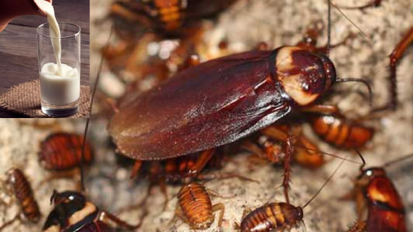 బోద్దింక పాలతో బోలెడు ప్రయోజనాలు ఉన్నాయా? గేదె, ఆవు,తల్లి పాల కన్నా 3 ...