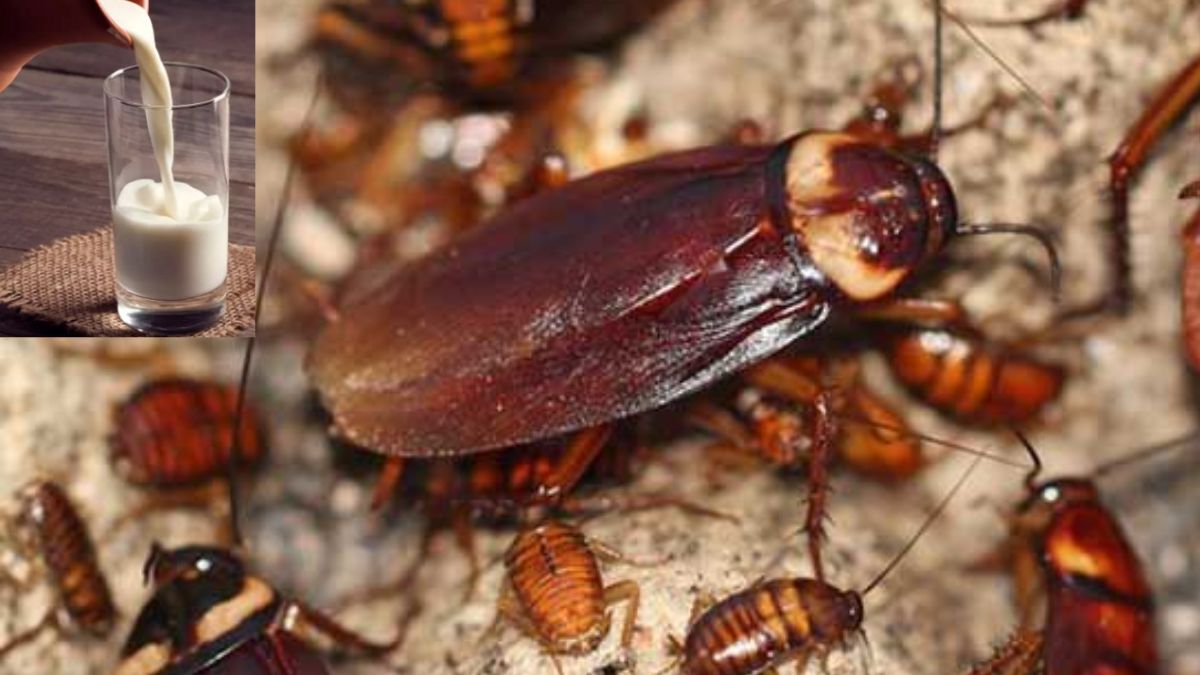 బోద్దింక పాలతో బోలెడు ప్రయోజనాలు ఉన్నాయా? గేదె, ఆవు,తల్లి పాల కన్నా 3 ...