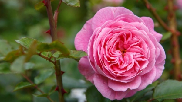 ఒక్క గులాబీ పువ్వు ధర రూ.90కోట్లు.. దీని ప్రత్యేకతలు తెలిస్తే షాక్ ...