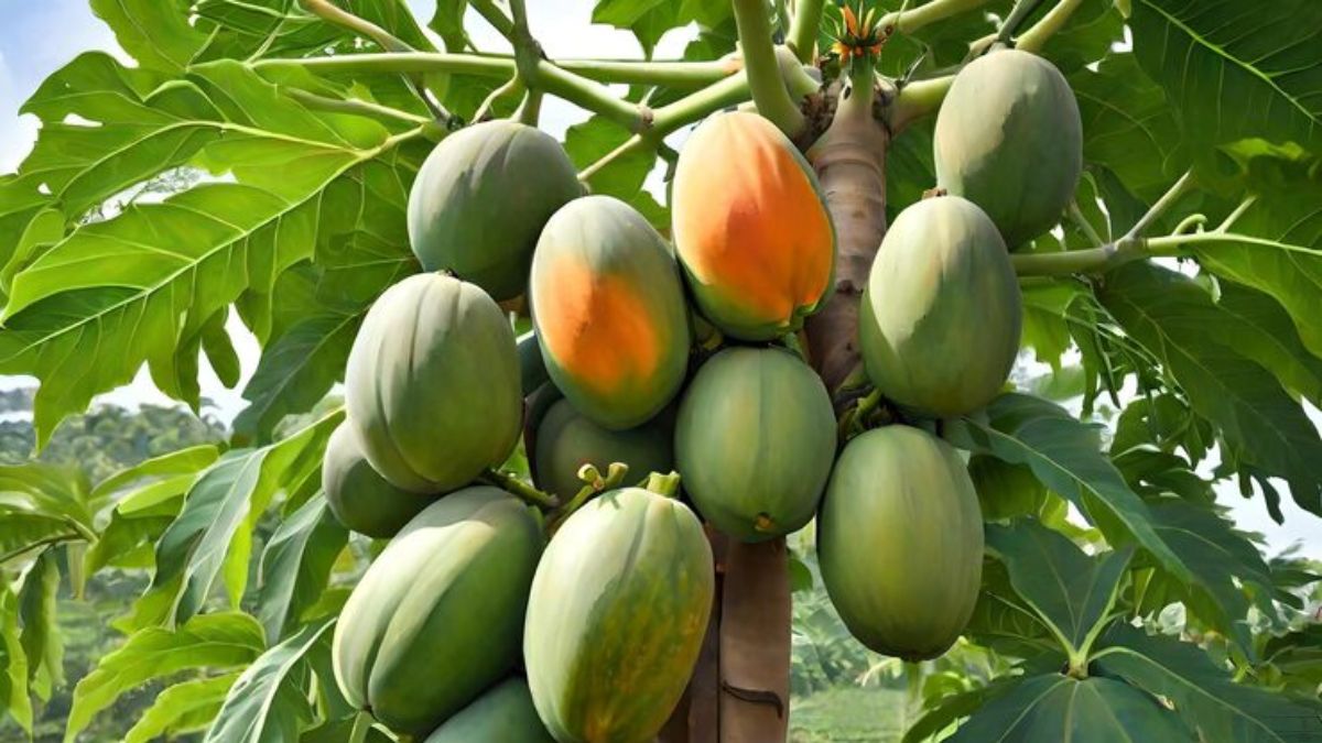 ఆకుపచ్చని బంగారం..ఒక ఆకుతో బోలెడు ఆరోగ్య ప్రయోజనాలు | The Hidden ...