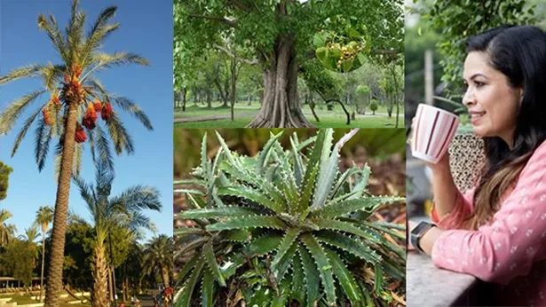 Unlucky Plants In Vastu Shastra: Ghar Me Konsa Ped Podha Nahi Lgana ...